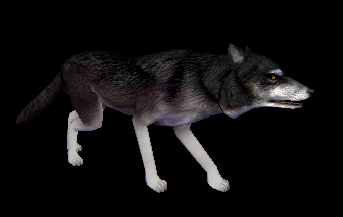 Stoic Wolf Familiar :: EverQuest :: ZAM